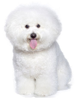 Bichon Frise – Healthy Breeds
