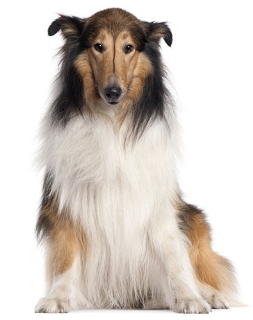 Collie – Healthy Breeds