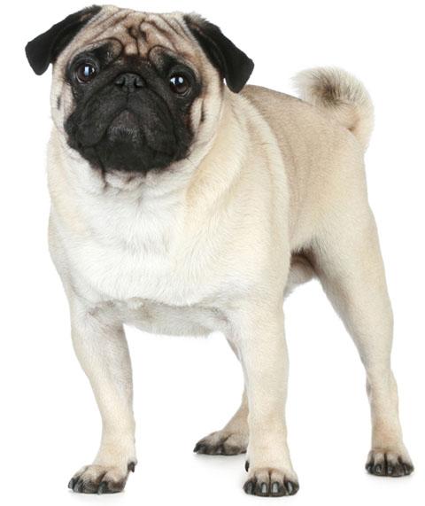 Pug - Fawn – Healthy Breeds
