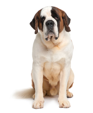 Saint Bernard – Healthy Breeds