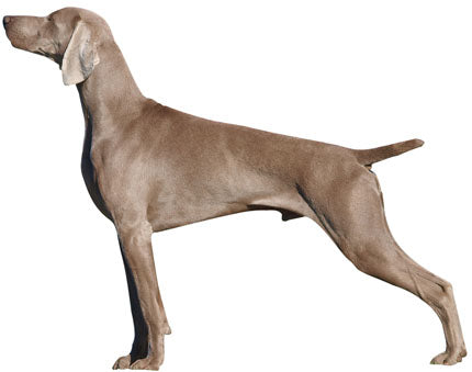 Weimaraner – Healthy Breeds