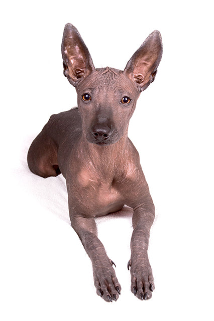 Xoloitzcuintli – Healthy Breeds