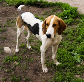 English Foxhound – Healthy Breeds