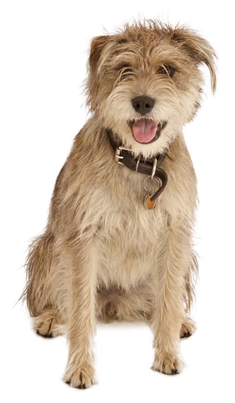 Mutt - Light – Healthy Breeds