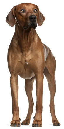 Rhodesian Ridgeback – Healthy Breeds